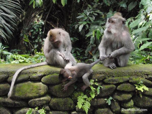 » Bali: Monyet Oh Monyet!